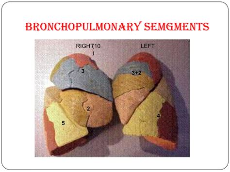 Anatomy Of Tracheobronchial Tree Pptx