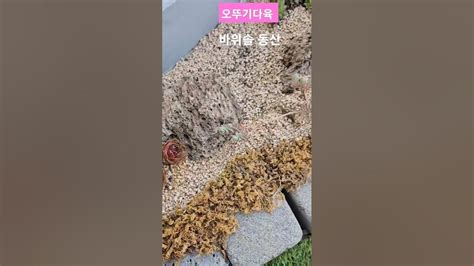 마당에 바위솔 키워보세요🥰💞 Youtube