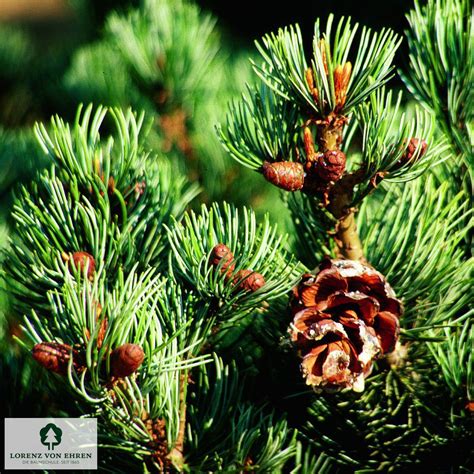 Pinus Parviflora Negishi Baumschule Lve