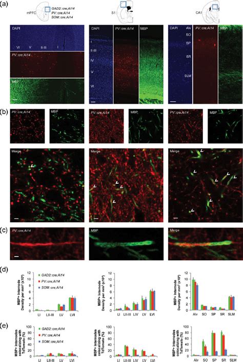 Interneuron Myelination Is Cell Type And Region Dependent A Download Scientific Diagram