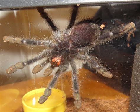 Request For Ventral Sexing Of Juvenile Avicularia R Tarantulas