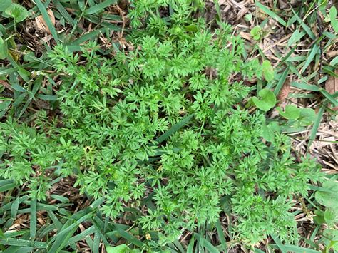 Barefoot Beware Lawn Burweed Gardening In The Panhandle