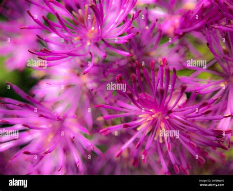 Dieses Lebendige Bild Zeigt Die Explosive Schönheit Der Allium Blüten