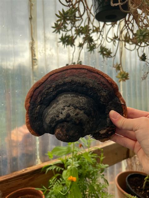 Medium Tree Conk Mushroom Fungi Polyspore For Home Decor Arts Etsy