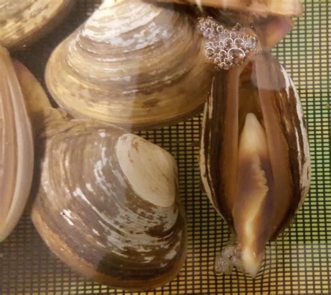 Growing Arctic Surfclams Downeast Institute