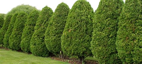 4 Different Varieties Of Arborvitae DoItYourself Com