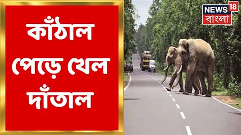 Jhargram নয়াগ্রামে ফের তাণ্ডব দলছুট দাঁতালের । Bangla News Youtube