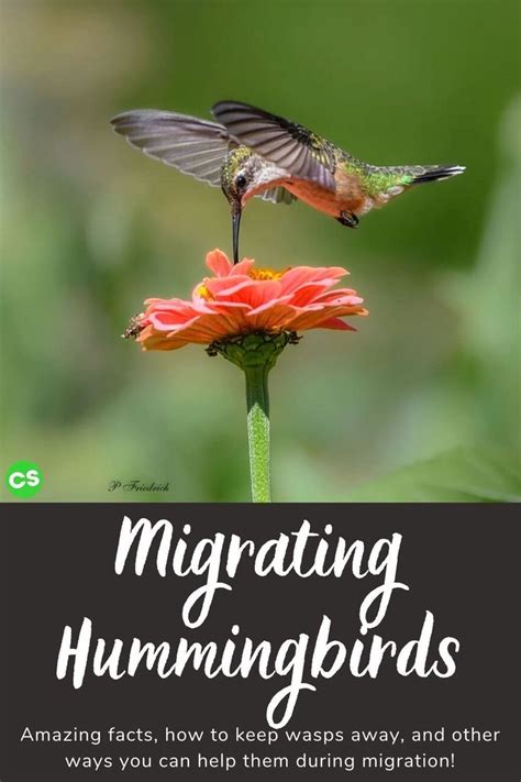 A Hummingbird Feeding On An Orange Flower With The Caption Migrating