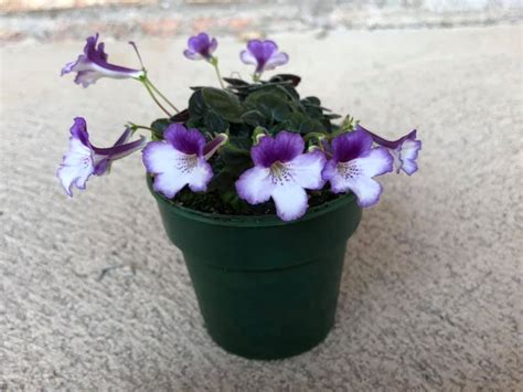 Sinningia Ruffled Wood Nymph Everything Violets