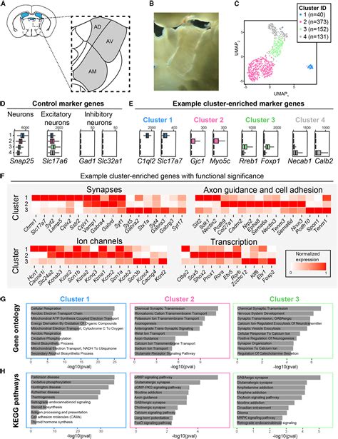 The Cell Type Specific Spatial Organization Of The Anterior Thalamic Nuclei Of The Mouse Brain