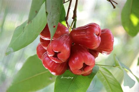 13 Pohon Buah Yang Cocok Di Depan Rumah Cara Menanamnya
