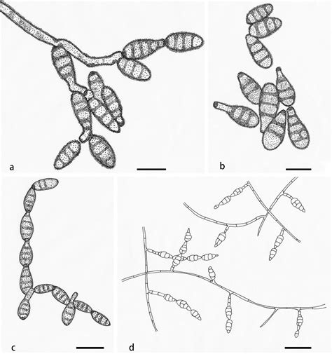 Pseudoalternaria Fungalpedia