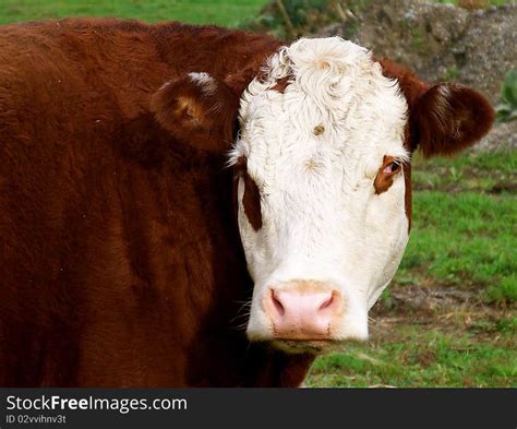 Cow Markings Free Stock Photos Stockfreeimages