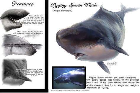 Pygmy Sperm Whale By Ebonenee On Deviantart