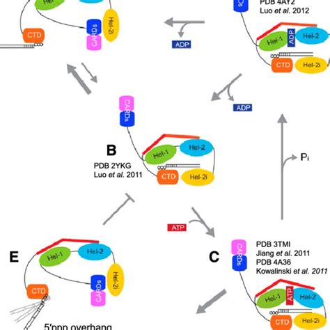 5 9 Ppp Dsrna Binding By Rig I A Ribbon And Surface Representation Download Scientific