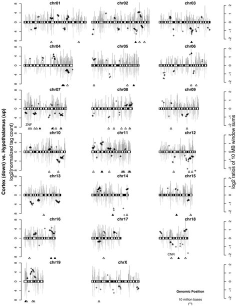 Chromosomal Localization Of Expressed Genes In Hypothalamus And