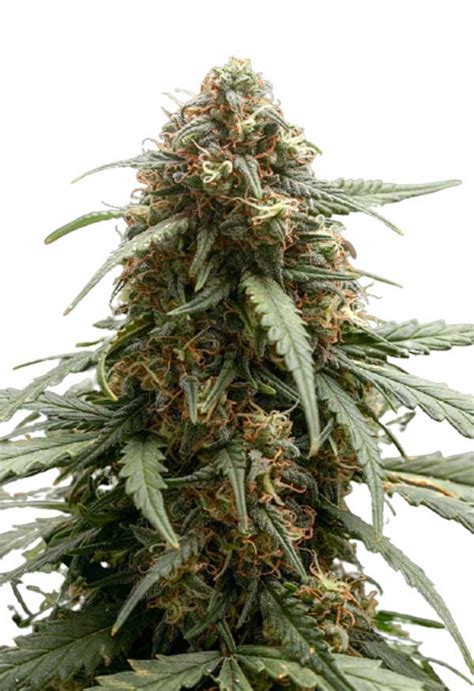 Berry Autoflower 5 Pack Western Mass Hydroponics