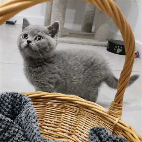 Kot Brytyjski Niebieski Gotowy Do Odbioru FENIX Blue Marina Ludomki OLX Pl