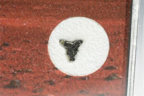 Nwa 2737 Martian Chassignite Micro Meteorite Part Slice 10 Msg