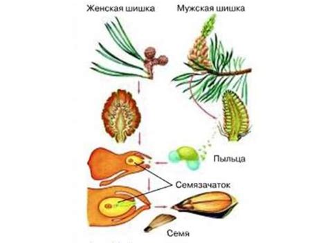 Размножение голосеменных растений презентация онлайн