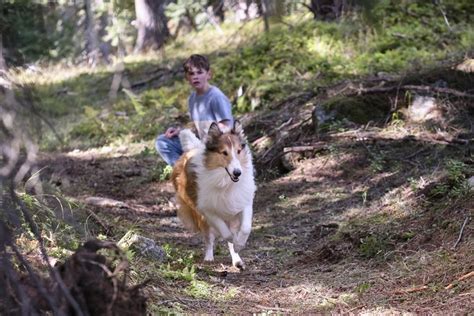 Foto Zum Film Lassie Ein Neues Abenteuer Bild 2 Auf 49 Filmstartsde