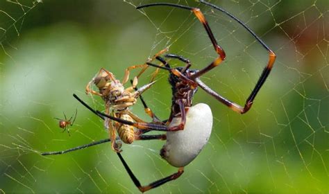 10 Strange Facts About Spiders You Probably Dont Know