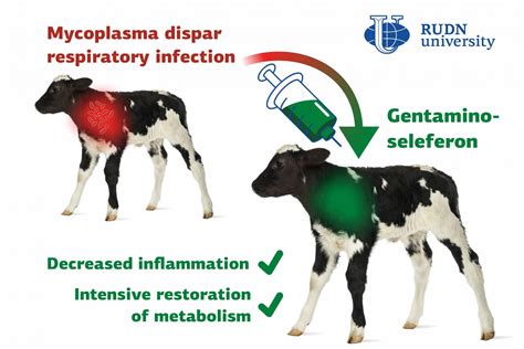 Cattle Medication