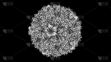 肠杆菌 噬菌体 三维图形 图像 壳体 计算机图形学 建筑结构 闭塞 准确 三个物体