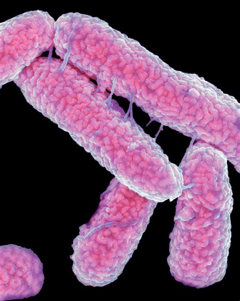 E Coli Bacteria 15 Photograph By Science Photo Library Pixels Merch