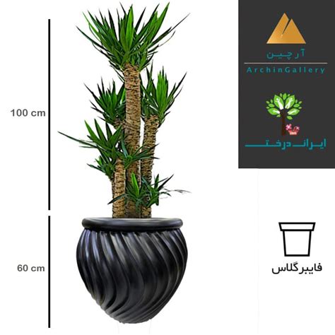 گلدان دکوراتیو یوکا شماره 30 ارسال سریع امروز ایران درخت