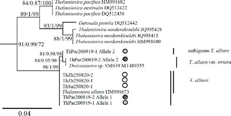 part of the maximum likelihood tree inferred from domains d1 d3 of lsu