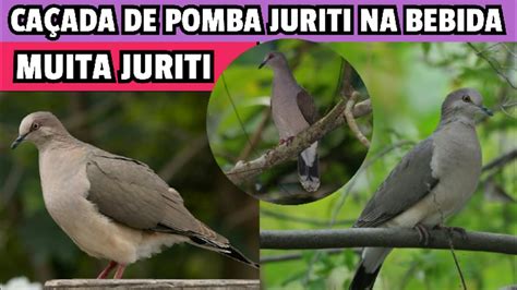 CAÇADINHA DE POMBA JURITI NO BEBEDOURO NA BEBIDA DE MANHÃZINHA YouTube