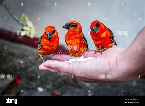 Beautiful Three Red Finch Birds On A Human Hand Stock Photo Alamy