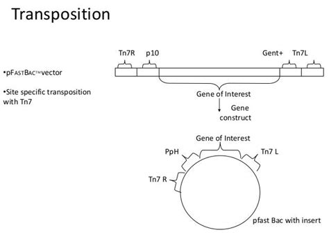 Baculovirus Expression Vector System