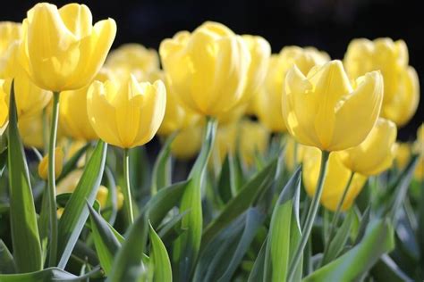Ragam Arti Bunga Tulip Berdasarkan Warnanya Dan Maknanya Varia Id