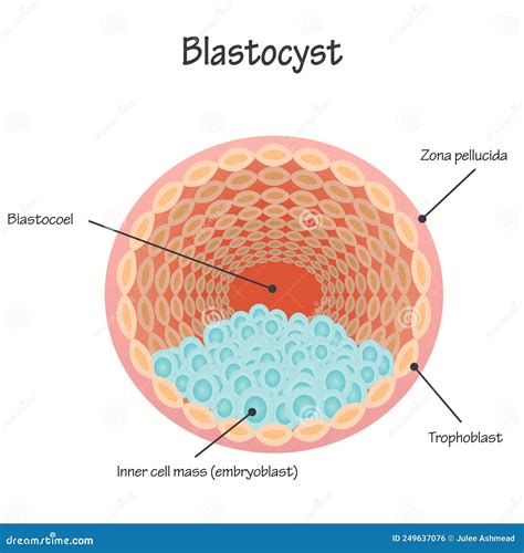 Blastocystvectordiagram Vector Illustratie Illustration Of Eicellen