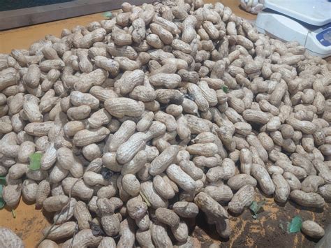 【ゆでたらおいしい”生“落花生】八街産どろ付き”おおまさり“【1kg】：千葉県産のおおまさり｜食べチョク｜産地直送産直お取り寄せ通販