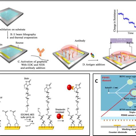 A I Capacitive Immunosensor Design And Ii Working Principles