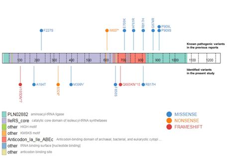 Schematic Representation Of The Variants Identified In The Present Download Scientific Diagram