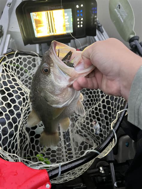 1775” 3lb 1oz Prespawn Largemouth Caught On A Chatterbait At First