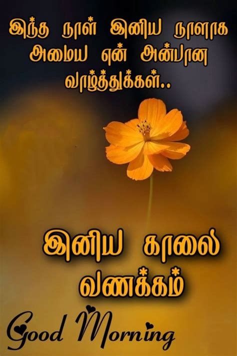 Good Morning Flower Image With Quotes