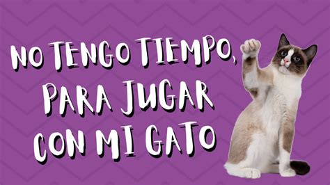 NO TENGO TIEMPO PARA JUGAR CON MI GATO Establece Rutinas Para Tu Gato