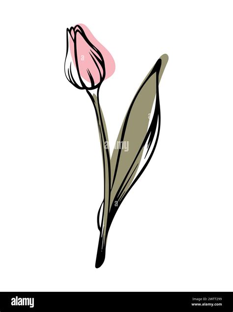 Tulip In Sketch Style With Abstract Color Shapes Hand Drawn Isolated On White Background Stock