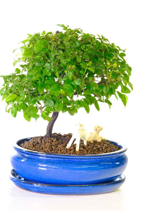 Beautifully Designed Chinese Sweet Plum Bonsai Tree T