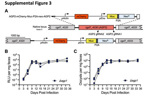 Apical Secretory Glycoprotein Complex Contributes To Cell Attachment