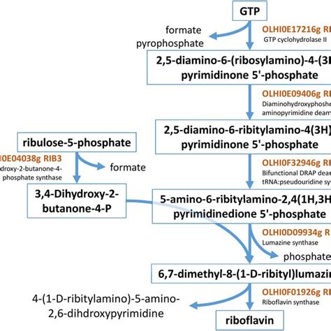 Fluorescence Spectra Of Riboflavin Standard Dilutions And Supernatant