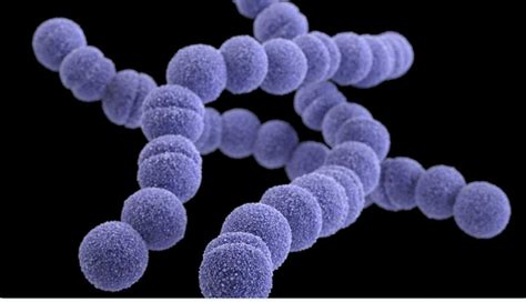 Potentially Deadly Strep Infections Climbing Fast Across Us Dunellen Daily Voice