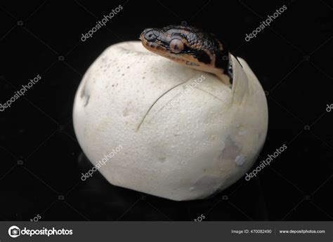 Diamond Python Hatching Egg Stock Photo Kengriffiths Live Com 470082490