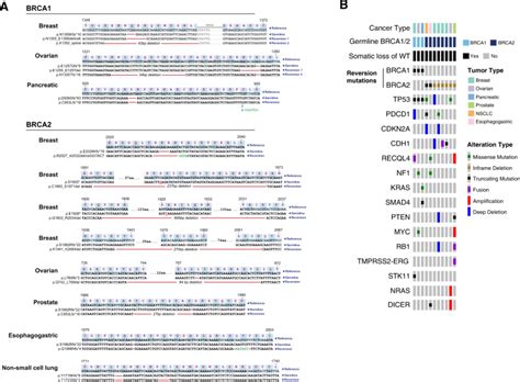 Reversion Mutations In Germline Brca12 Mutant Tumors Reveal A Brca