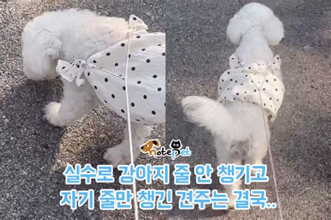 아기 똥냄새 나자 아빠에게 기저귀 갈아달라 요청하는 똑똑한 강아지 역시 개코 노트펫